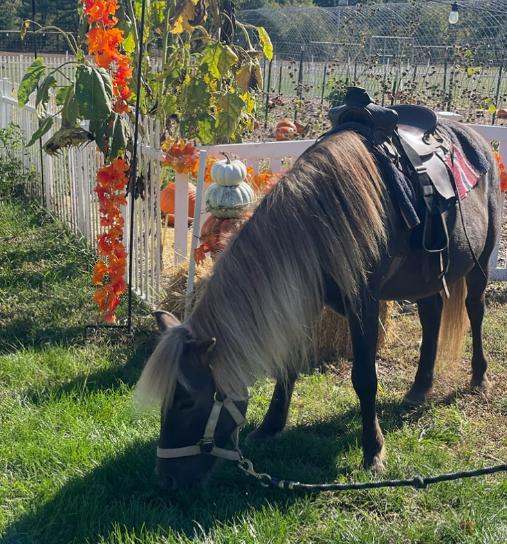 Visit Good Pickin' Farm - Merrimack Valley Massachusetts